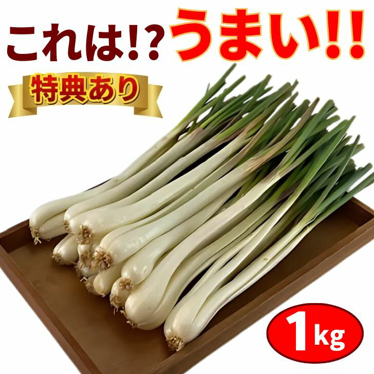 島らっきょう 1kg 沖縄 伊江島産 新物 旬 2026年 泥付 送料無料 野菜 生 土付き 沖縄県産 産地直送 島ラッキョウ おつまみ ふるさと グルメ ギフト 浅漬け 食物繊維 新鮮 掘りたて 天ぷら 浅漬け キムチ漬け 漬物 島らっき...