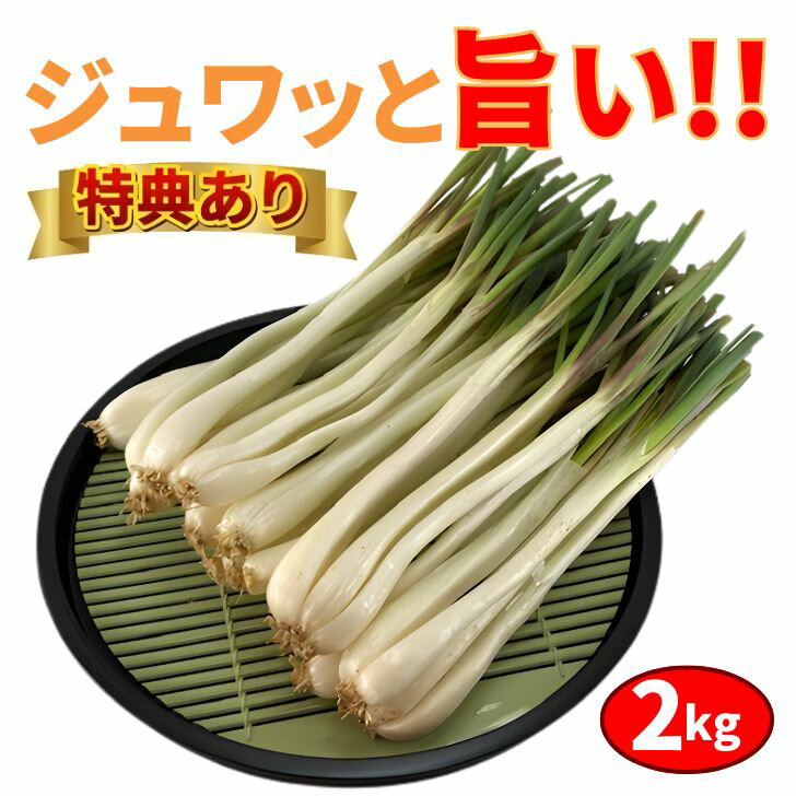 島らっきょう 2kg 沖縄 伊江島産 新物 旬 2026年 泥付 送料無料 野菜 生 土付き 沖縄県産 産地直送 島ラッキョウ おつまみ ふるさと グルメ ギフト 浅漬け 食物繊維 新鮮 掘りたて 天ぷら 浅漬け キムチ漬け 漬物 島らっき...