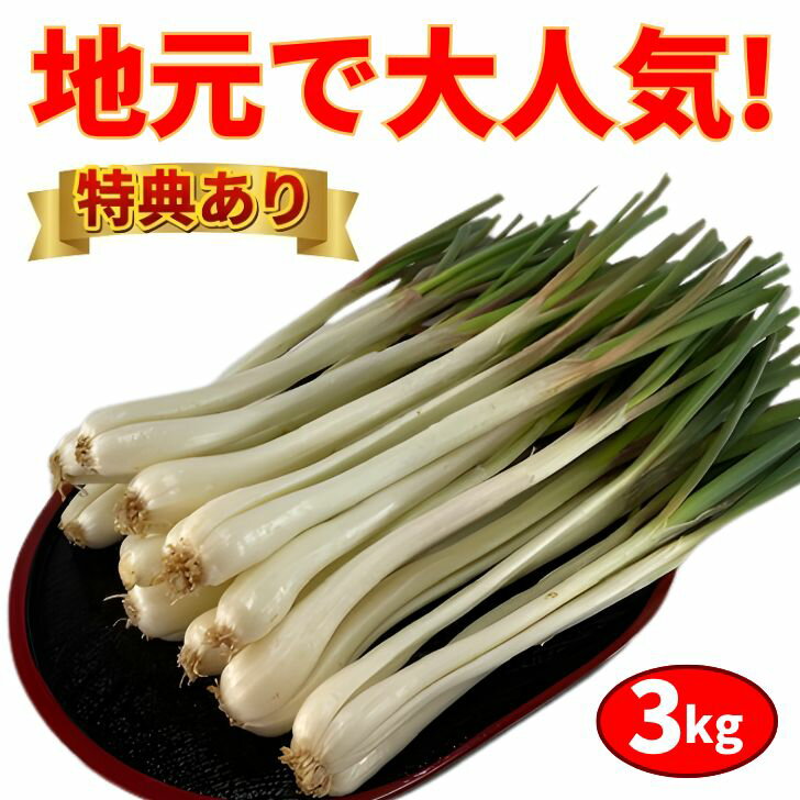島らっきょう 3kg 沖縄 伊江島産 新物 旬 2026年 泥付 送料無料 野菜 生 土付き 沖縄県産 産地直送 島ラッキョウ おつまみ ふるさと グルメ ギフト 浅漬け 食物繊維 新鮮 掘りたて 天ぷら 浅漬け キムチ漬け 漬物 島らっき...