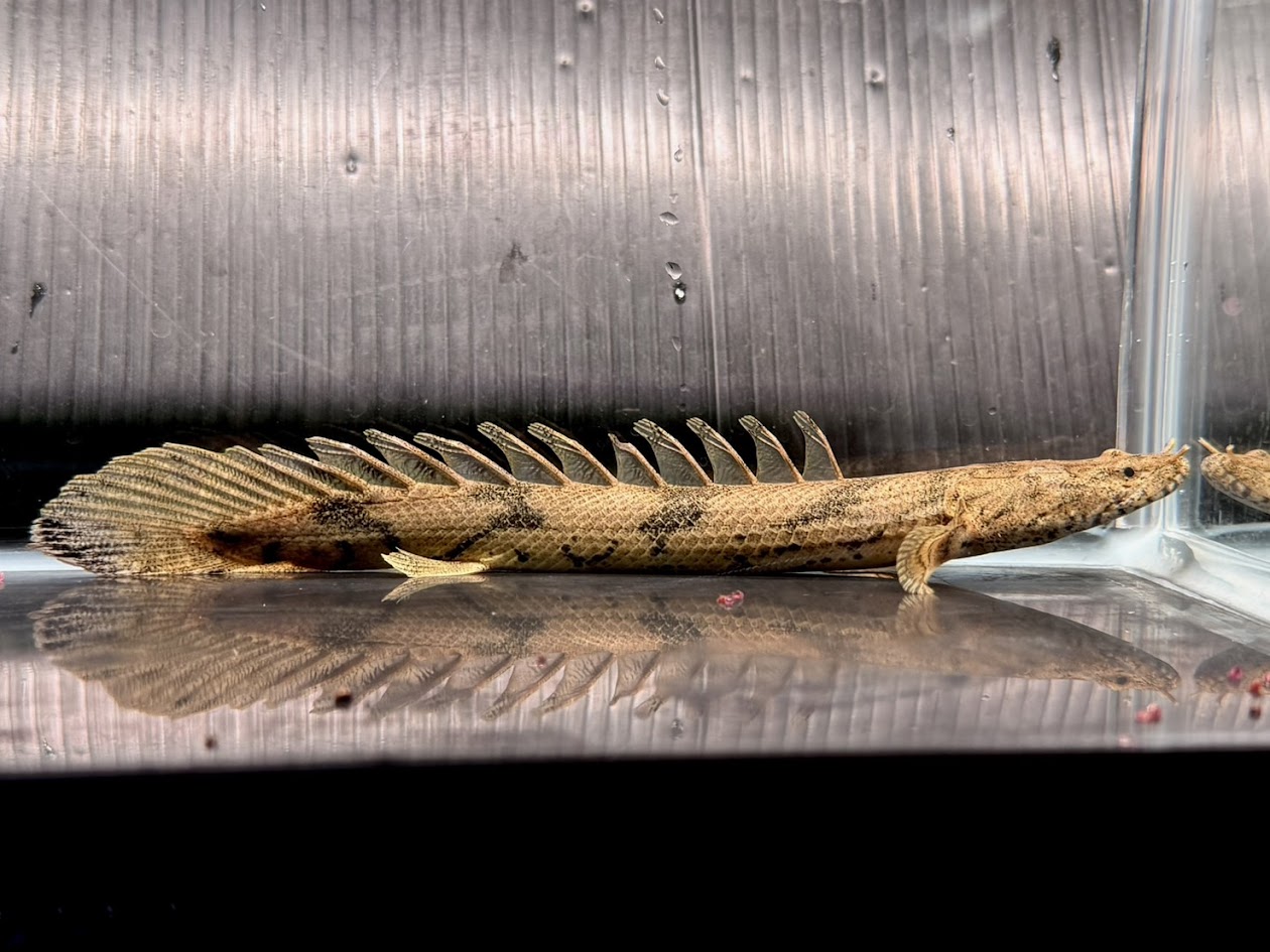 ・販売名 ：ポリプテルス　エンドリケリー　FARANAH ・最大全長：50cm以上 ・飼育について：エサ　おとひめEP-4（人工飼料食べます） ・特徴：トリートメント済み エサ食い、状態は良好です。 写真の個体をお送りします。 最短配達時間...