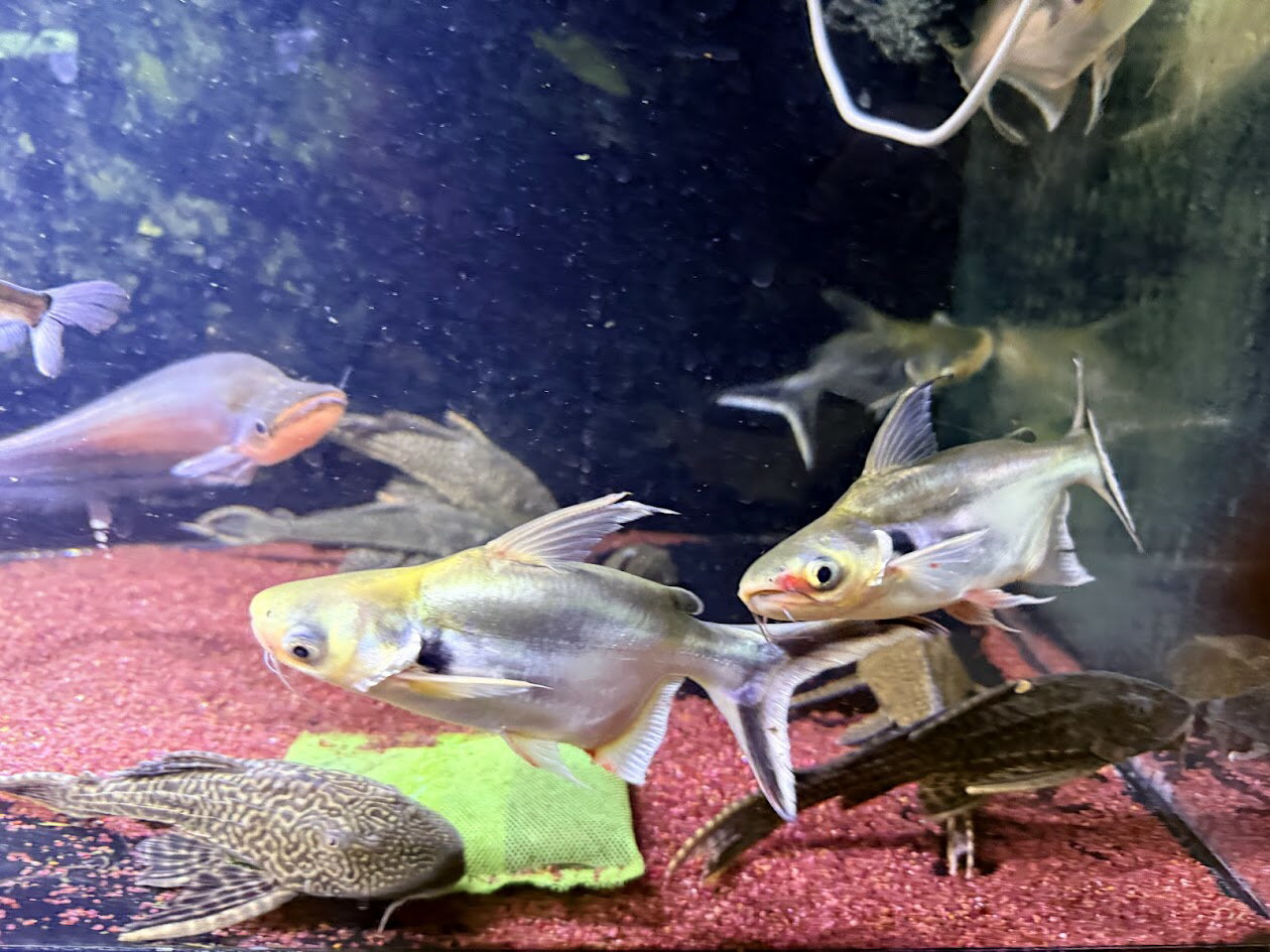 ・販売名 ：パーテーホ　ウルトラショート個体 ・最大全長：50cm以上 ・飼育について：エサ　おとひめEP-4（人工飼料食べます）冷凍キビナゴ ・特徴：レアのパーテーホのウルトラショート個体です。 エサ食い、状態は良好です。 水槽内を泳ぎ回...