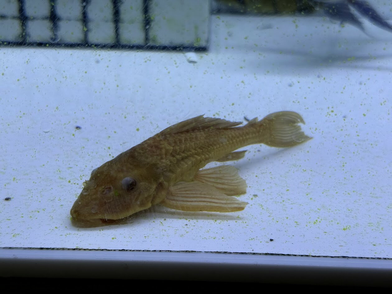 ・販売名 ：アルビノサッカープレコ ・最大全長：40cm前後 ・飼育について：エサ　おとひめEP-2（人工飼料食べます）冷凍アカムシ ・特徴：カッコイイ大きめのアルビノサッカープレコです。 エサ食い、状態は良好です。 苔取りなどにどうぞ！ ...