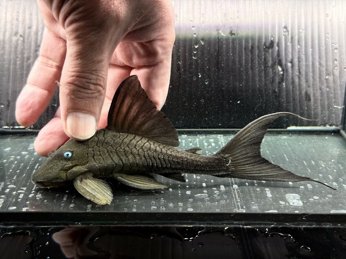 ・販売名 ：ブルーアイプレコ　マグダレナ ・最大全長：40cm以上 ・飼育について：エサ　おとひめEP-2（人工飼料食べます） ・特徴：大きめの綺麗なブルーアイプレコです。 エサ食い、状態は良好です。 大型魚との混泳にいかがでしょうか？ 写...