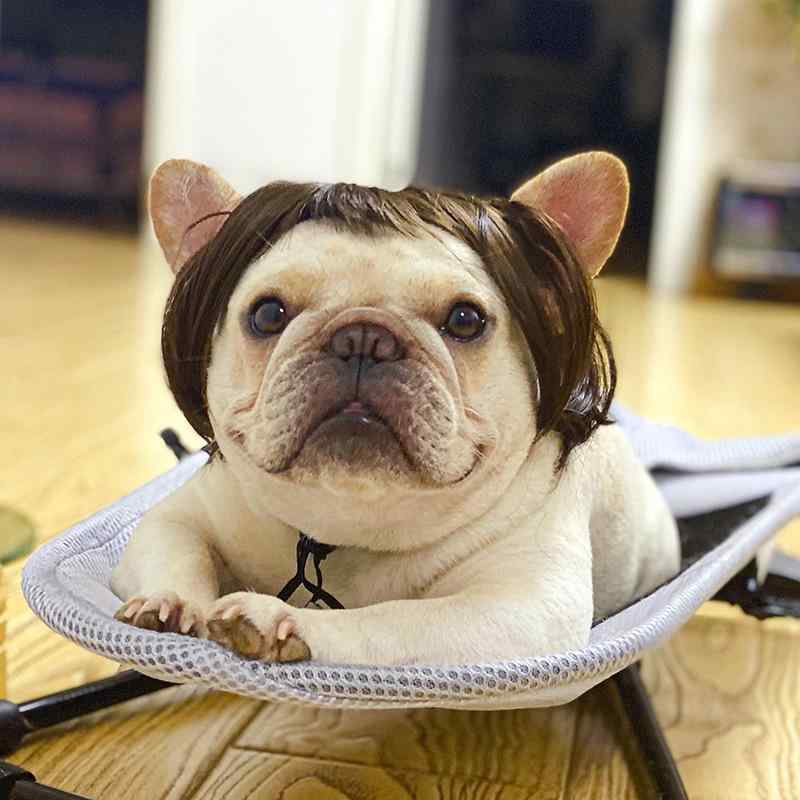 ・カテゴリ: コスプレウィッグ・スタイル: 漫画・主な素材: 耐熱合成繊維・ヘアスタイル: アニメコスプレ・長さ: ショート・モデル: 犬頭・カラー展開: ライトブラウン、自然色