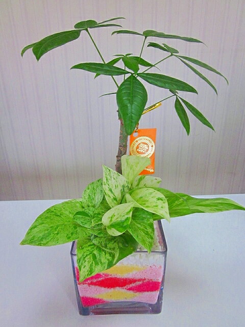 [商品説明] [サイズ（鉢含む）] 高さ:約30cm〜40cm 幅:約10cm （鉢サイズ　高さ：10cm　幅10cm） [鉢素材] ガラス [生産国] 日本 ※2種の寄せ植えになります。 ※サンドカラーは、4色（ブルー・イエロー・グリーン...