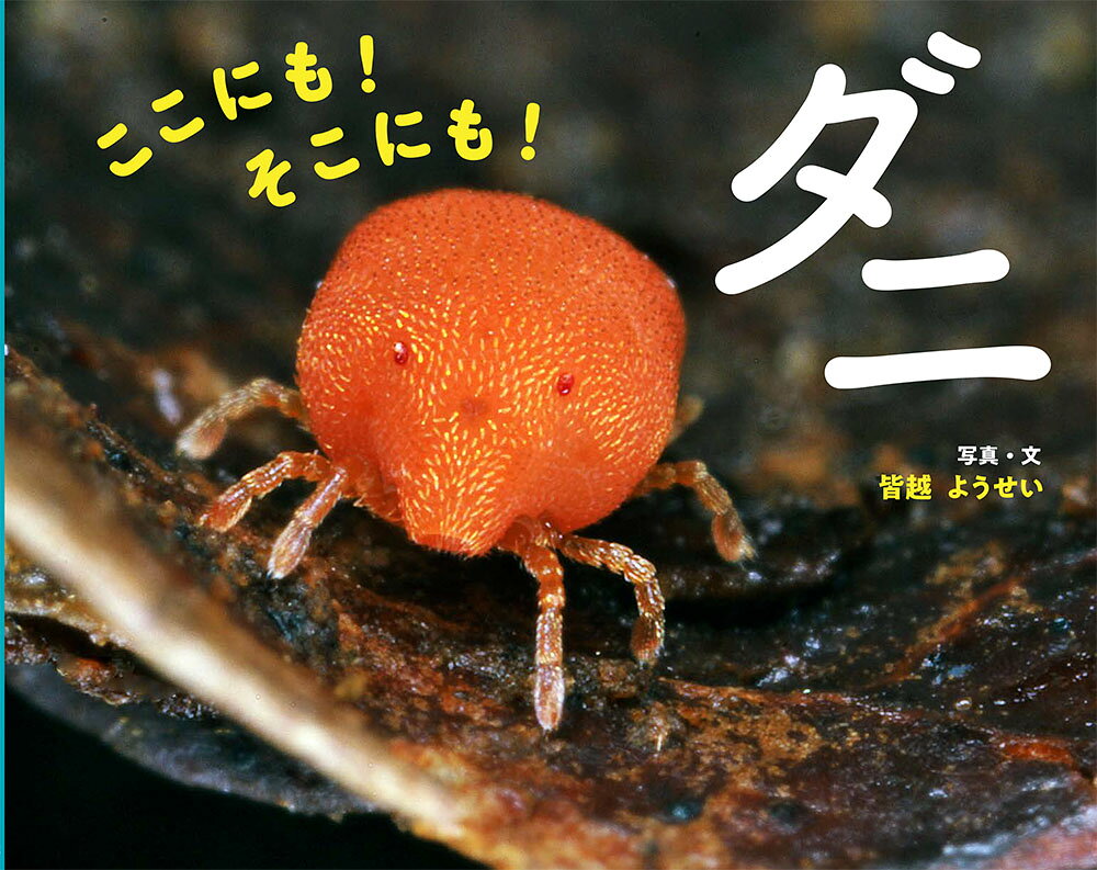 ふしぎいっぱい写真絵本　35 皆越　ようせい ポプラ社ココニモソコニモダニ ミナゴシヨウセイ 発行年月：2018年11月09日 予約締切日：2018年11月08日 ページ数：37p サイズ：絵本 ISBN：9784591160336 皆越よ...
