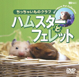 (趣味/教養)【VDCP_814】 ハムスタートフェレット チッチャイモノクラブ 発売日：2003年06月05日 (株)シンフォレスト SDAー22 JAN：4945977200366 HAMSTER TO FERRET/CHICCHAI ...