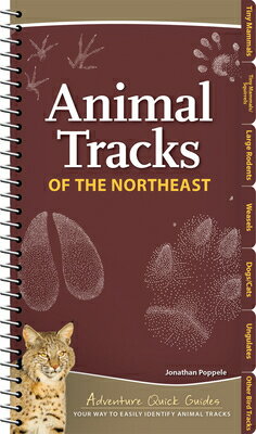 ANIMAL TRACKS OF THE NORTHEAST Adventure Quick Guides Jonathan Poppele ADVENTUREKEEN2021 Spiral English ISBN：97816475507...
