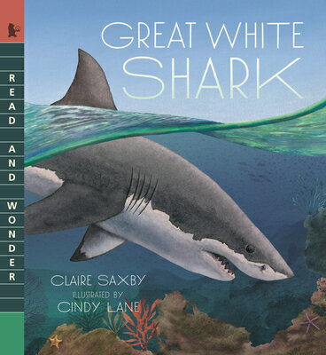 GRT WHITE SHARK Read and Wonder Claire Saxby Cindy Lane CANDLEWICK BOOKS2025 Paperback English ISBN：9781536240887 洋書 Boo...