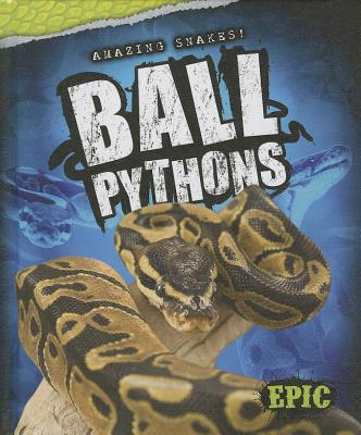 BALL PYTHONS Amazing Snakes! Davy Sweazey BELLWETHER MEDIA2014 Library　Binding English ISBN：9781626170889 洋書 Books for k...