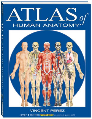 ATLAS OF THE HUMAN ANATOMY FIR Vincent Perez QUICKSTUDY REFERENCE GUIDES2025 Paperback First Edition, English ISBN：97814...