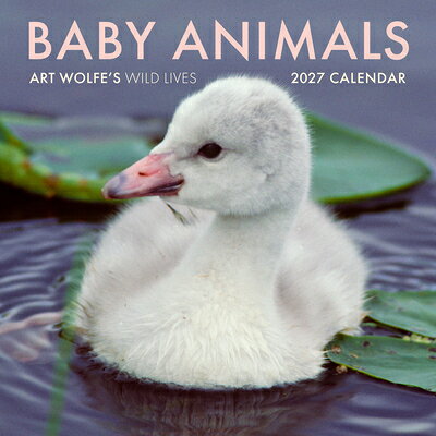 2027 BABY ANIMALS WALL CAL Art Wolfe EARTH AWARE EDITIONS2026 Wall English ISBN：9798887621982 洋書 Art & Entertainment（芸術＆...