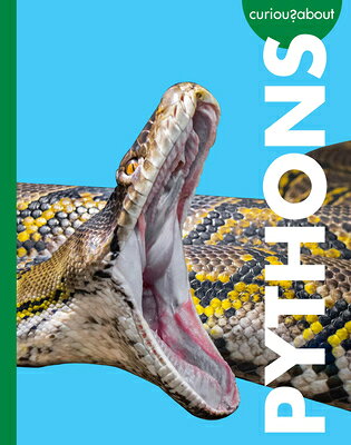 CURIOUS ABT PYTHONS Rachel Grack AMICUS INK2026 Paperback English ISBN：9798896852735 洋書 Books for kids（児童書） Juvenile Non...
