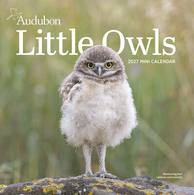 AUDUBON LITTLE OWLS MINI WALL National Audubon Society Workman Calendars WORKMAN PR2026 Mini English ISBN：9781523533398 ...