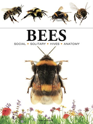 BEES Mini Encyclopedias Tom Jackson AMBER BOOKS2024 Paperback English ISBN：9781838863579 洋書 Computers & Science（コンピューター＆...