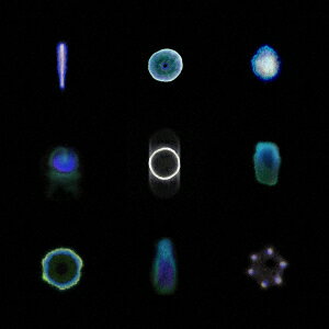 Ariel Kalma & Asa Toneオー カルマ アリエル/アサトーン 発売日：2025年02月14日 予約締切日：2025年02月10日 O JAN：4582561403644 ARTPLー229 Plancha (株)ブリッジ ...