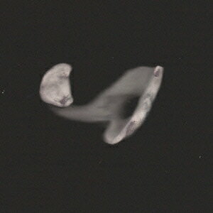 Detlefデトレフ イーピー 発売日：2016年02月05日 予約締切日：2016年02月01日 DETLEF EP JAN：4582237833683 FOMRー51 Friend of Mine Records (株)ブリッジ [Di...