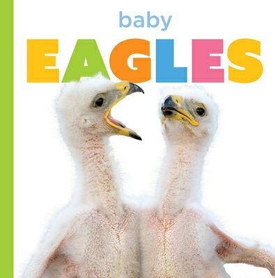 BABY EAGLES Starting Out: Baby Animals Graham Morgan CREATIVE EDUCATION2026 Library　Binding English ISBN：9798895814062 洋...
