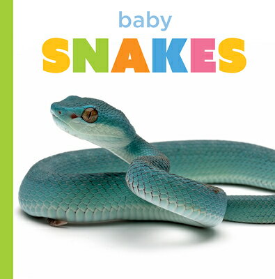 BABY SNAKES Starting Out: Baby Animals Graham Morgan CREATIVE EDUCATION2026 Library　Binding English ISBN：9798895814093 洋...