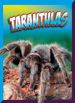 TARANTULAS Marysa Storm BLACK RABBIT BOOKS2025 Paperback English ISBN：9781645825951 洋書 Books for kids（児童書） Juvenile Fiction