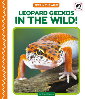 LEOPARD GECKOS IN THE WILD Pets in the Wild! Grace Hansen CODY KOALA2024 Library　Binding English ISBN：9781098246150 洋書 B...
