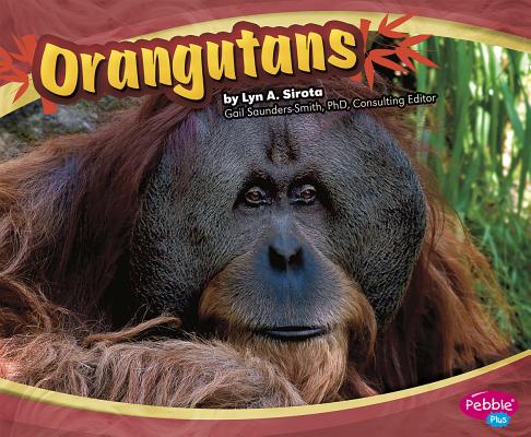 ORANGUTANS Asian Animals Joanne Mattern PEBBLE PLUS2010 Paperback English ISBN：9781429648486 洋書 Books for kids（児童書） Juve...