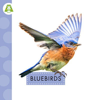 BLUEBIRDS Spot Backyard Birds Anastasia Suen AMICUS INK2026 Paperback English ISBN：9798892008952 洋書 Books for kids（児童書） ...