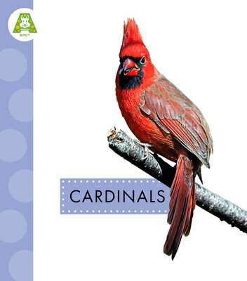 CARDINALS Spot Backyard Birds Anastasia Suen AMICUS INK2026 Paperback English ISBN：9798892008969 洋書 Books for kids（児童書） ...