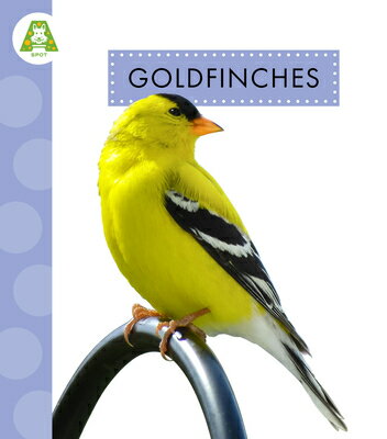 GOLDFINCHES Spot Backyard Birds Anastasia Suen AMICUS INK2026 Paperback English ISBN：9798892008983 洋書 Books for kids（児童書...