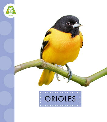 ORIOLES Spot Backyard Birds Anastasia Suen AMICUS INK2026 Paperback English ISBN：9798892008990 洋書 Books for kids（児童書） Ju...