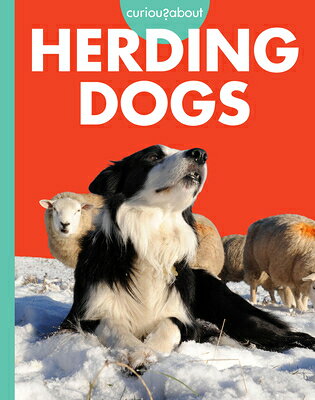 CURIOUS ABT HERDING DOGS Curious about Working Dogs Cari Meister AMICUS INK2026 Paperback English ISBN：9798892009201 洋書 ...