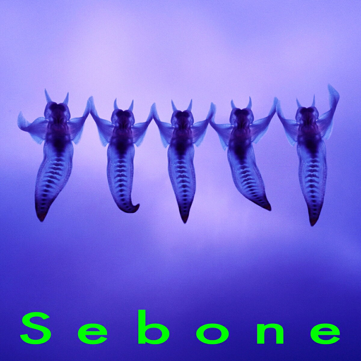 とたBKSCPN_【newcd】 セボネ セキズイバン トタ 発売日：2026年03月25日 SEBONE ーSEKIZUI BANー JAN：4524135289377 PCCAー6464 (株)ポニーキャニオン (株)ポニーキャニオン ...