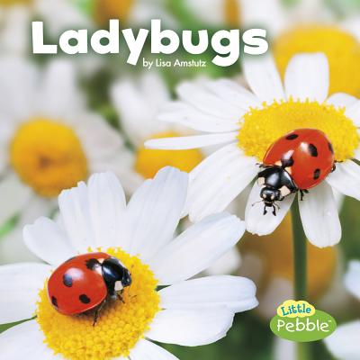 LADYBUGS Little Critters Lisa J. Amstutz CAPSTONE PR2016 Paperback English ISBN：9781515719410 洋書 Books for kids（児童書） Juv...