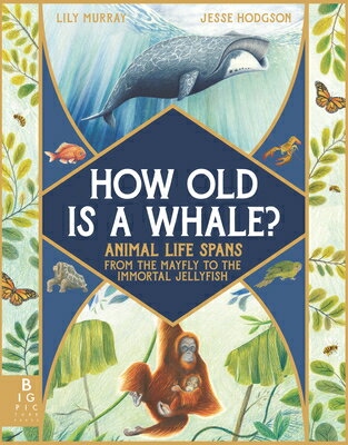 HOW OLD IS A WHALE Lily Murray Jesse Hodgson BIG PICTURE PR2023 Hardcover English ISBN：9781536229752 洋書 Books for kids（児...
