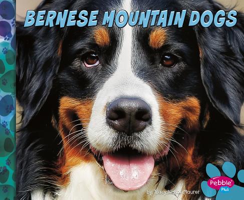 BERNESE MOUNTAIN DOGS Big Dogs Allan Morey CAPSTONE PR2016 Hardcover English ISBN：9781491479827 洋書 Books for kids（児童書） J...