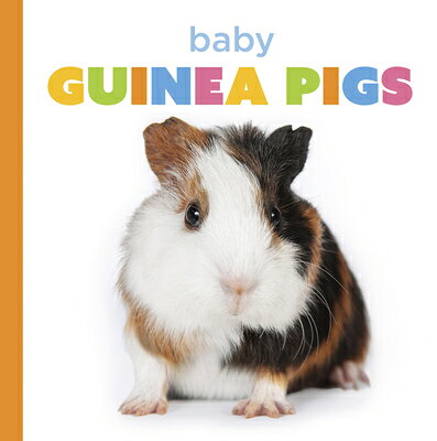 STARTING OUT BABY GUINEA PIGS Starting Out Laura K. Murray CREATIVE ED & PAPERBACKS2026 Paperback English ISBN：978168277...