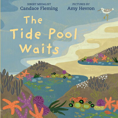 TIDE POOL WAITS Candace Fleming Amy Hevron NEAL PORTER BOOKS2025 Paperback English ISBN：9780823459988 洋書 Books for kids（...