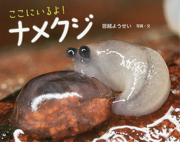 著者皆越ようせい(写真)出版社ポプラ社発売日2014年05月ISBN9784591139844ページ数36Pキーワードえほん 絵本 プレゼント ギフト 誕生日 子供 クリスマス 子ども こども ここにいるよなめくじふしぎいつぱいしやしん コ...