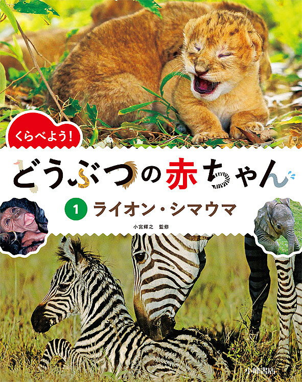 著者小宮輝之(監修)出版社小峰書店発売日2018年04月ISBN9784338316019ページ数31Pキーワードプレゼント ギフト 誕生日 子供 クリスマス 子ども こども くらべようどうぶつのあかちやん1 クラベヨウドウブツノアカチヤン...