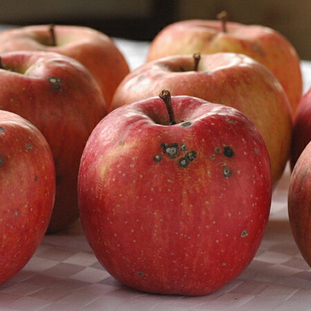 商品明細 商品名称 [有機栽培] 三上さんの訳ありりんご 栽培方法 有機栽培(無化学農薬・無化学肥料) 規格 2～3玉 産地 青森県 保存方法 お手元に届いたらさっと水にくぐらせ、 乾燥しないようにポリ袋に入れ冷蔵庫の 野菜室・氷温室で保管...