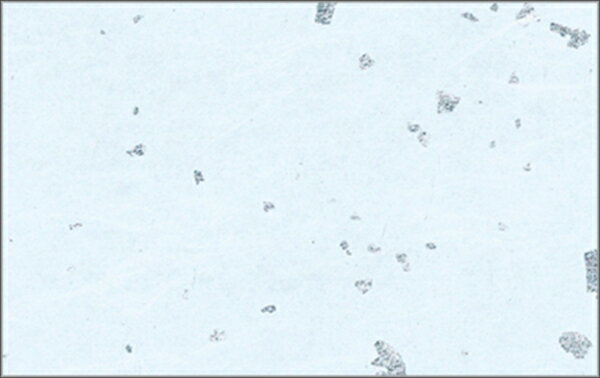 ◆サイズ：260×380mm ◆感想をお聞かせ下さい！（レビューのご記入について）◆ 　 レビューはお届け後の記入でOKです。 （商品発送メール後できれば5日以内にお書きくださいます様お願いいたします） レビュー記入で割引等の特典がございま...