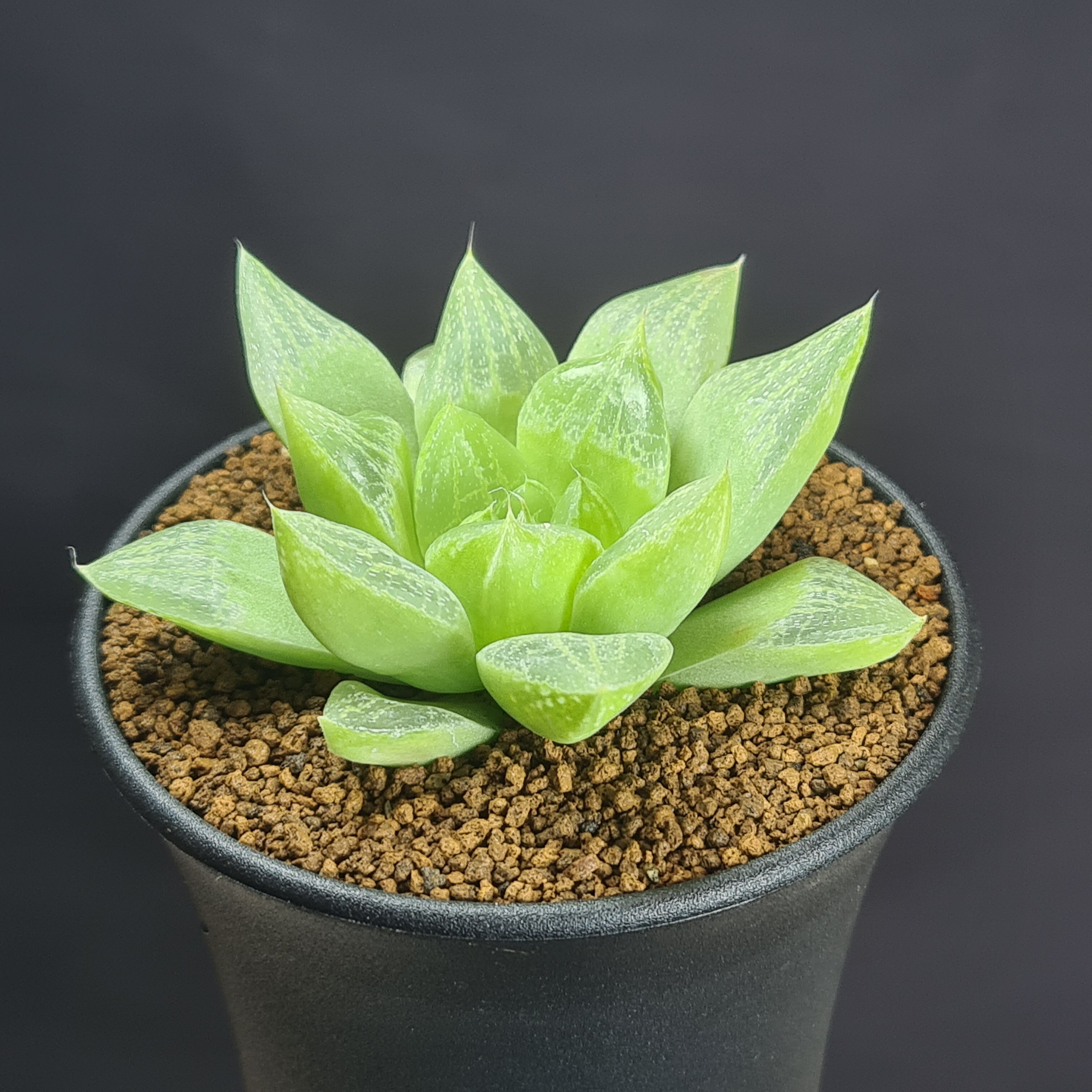 商品説明 サイズ 3寸(9cm)プラ鉢 提供方法 ・鉢植えの状態で提供致します。 ・見計らいでのお届けとなります。 ・苗の指定は出来ません、ご了承下さい。 ご案内 ・画像は一例です。 ・植物名は弊園へ導入時のものです。 ・植物ですので個体差...