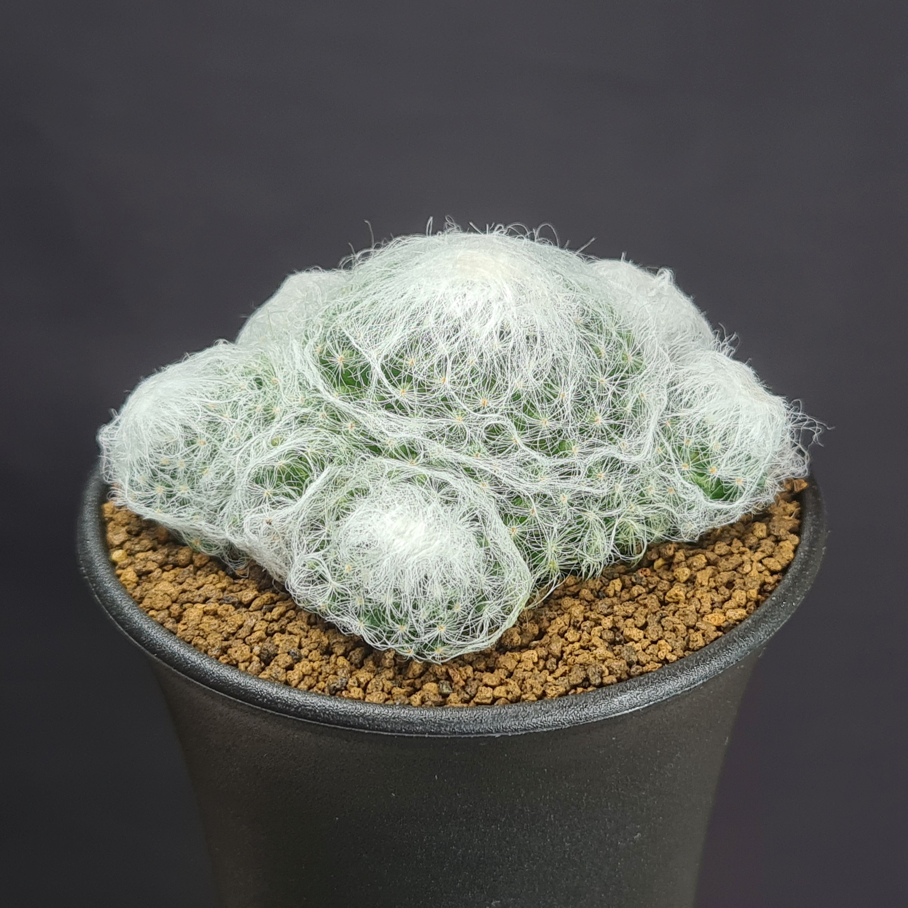 商品説明 サイズ 3寸(9cm)プラ鉢 提供方法 ・鉢植えの状態で提供致します。 ・見計らいでのお届けとなります。 ・苗の指定は出来ません、ご了承下さい。 ご案内 ・画像は一例です。 ・植物名は弊園へ導入時のものです。 ・植物ですので個体差...