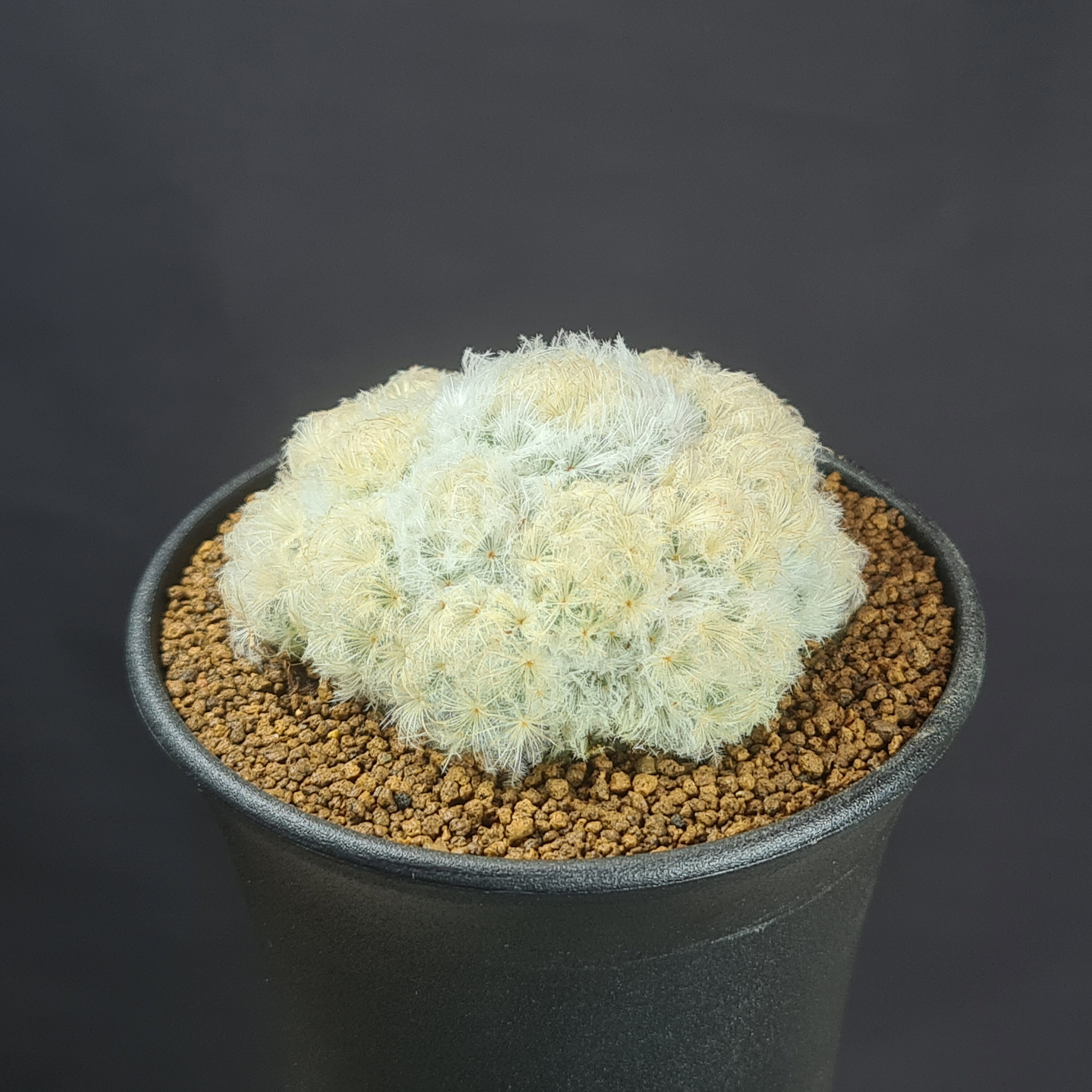 商品説明 サイズ 3寸(9cm)プラ鉢 提供方法 ・鉢植えの状態で提供致します。 ・見計らいでのお届けとなります。 ・苗の指定は出来ません、ご了承下さい。 ご案内 ・画像は一例です。 ・植物名は弊園へ導入時のものです。 ・植物ですので個体差...
