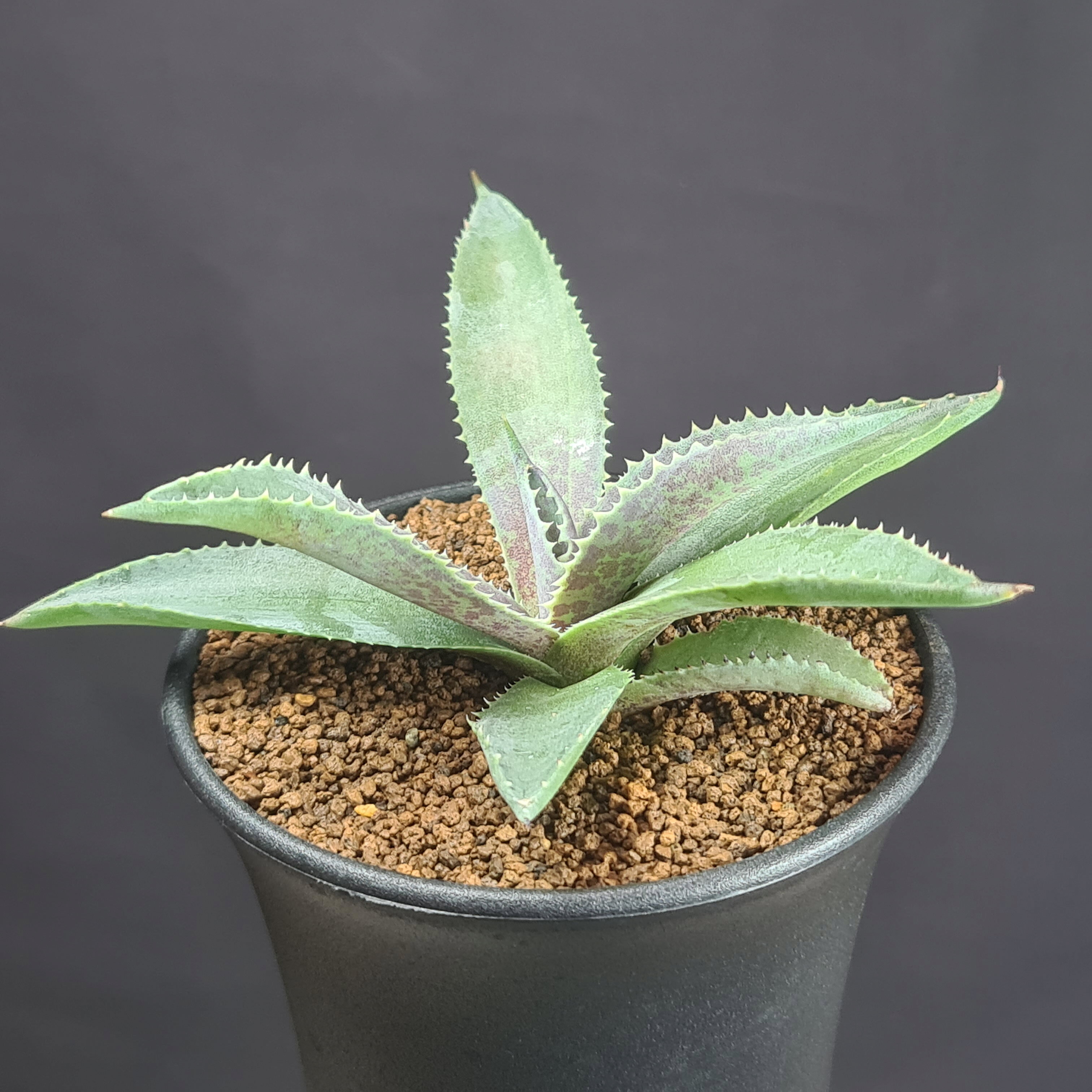 商品説明 サイズ 3寸(9cm)プラ鉢 提供方法 ・鉢植えの状態で提供致します。 ・見計らいでのお届けとなります。 ・苗の指定は出来ません、ご了承下さい。 ご案内 ・画像は一例です。 ・植物名は弊園へ導入時のものです。 ・植物ですので個体差...