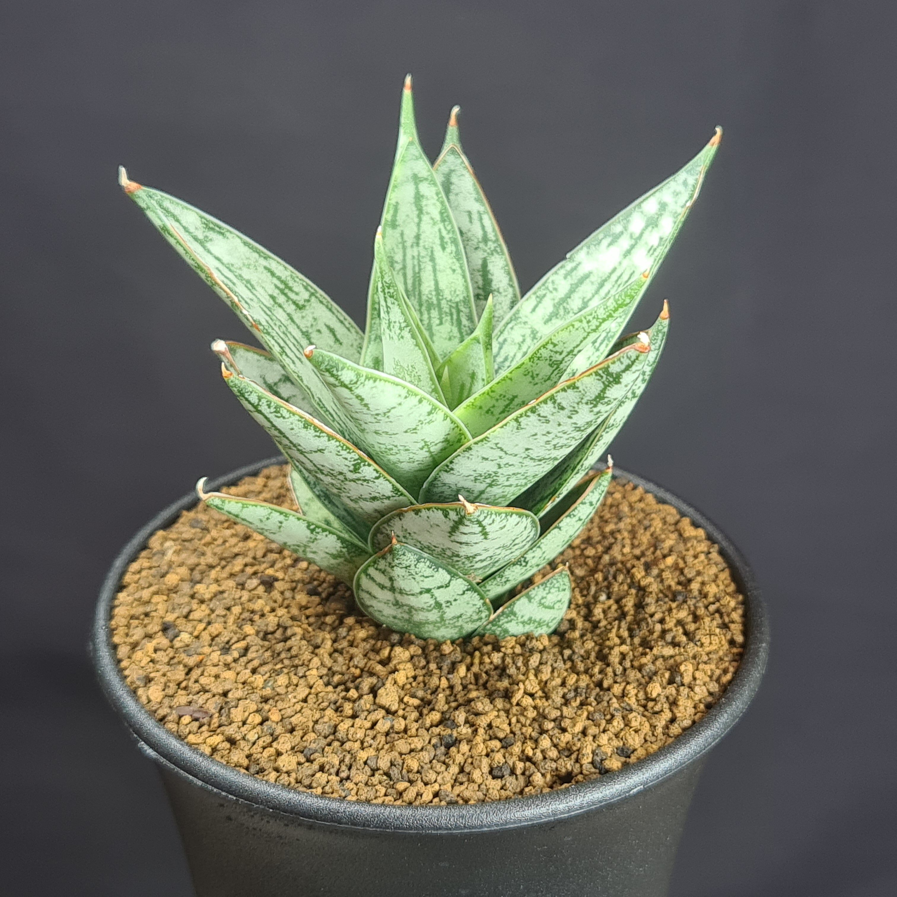 商品説明 サイズ 3寸(9cm)プラ鉢 提供方法 ・鉢植えの状態で提供致します。 ・見計らいでのお届けとなります。 ・苗の指定は出来ません、ご了承下さい。 ご案内 ・画像は一例です。 ・植物名は弊園へ導入時のものです。 ・植物ですので個体差...