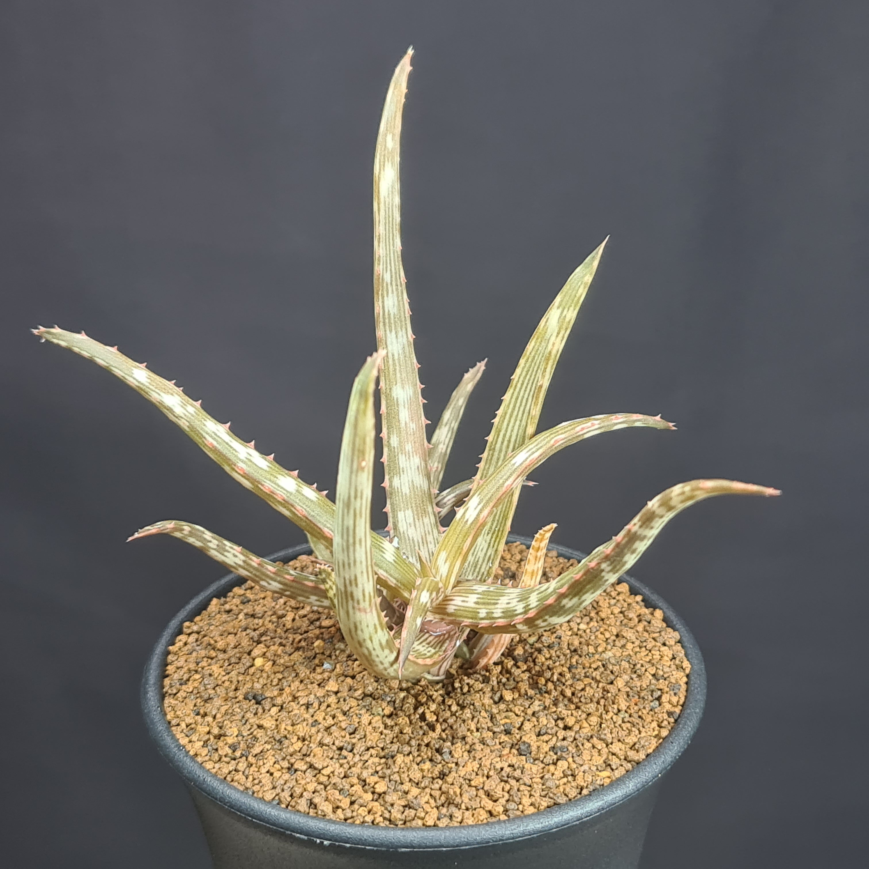 商品説明 サイズ 3寸(9cm)プラ鉢 提供方法 ・鉢植えの状態で提供致します。 ・見計らいでのお届けとなります。 ・苗の指定は出来ません、ご了承下さい。 ご案内 ・画像は一例です。 ・植物名は弊園へ導入時のものです。 ・植物ですので個体差...