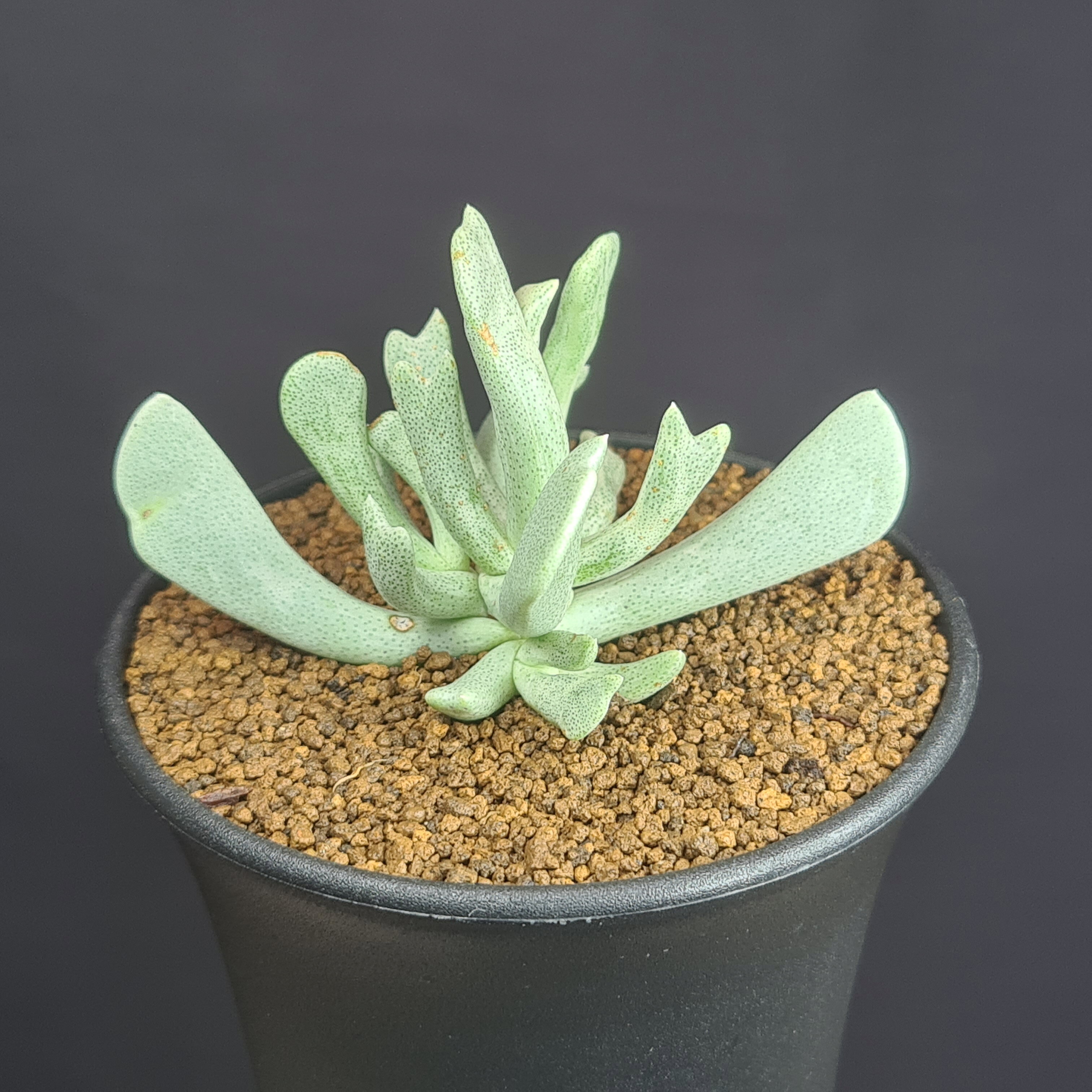 商品説明 サイズ 3寸(9cm)プラ鉢 提供方法 ・鉢植えの状態で提供致します。 ・見計らいでのお届けとなります。 ・苗の指定は出来ません、ご了承下さい。 ご案内 ・画像は一例です。 ・植物名は弊園へ導入時のものです。 ・植物ですので個体差...