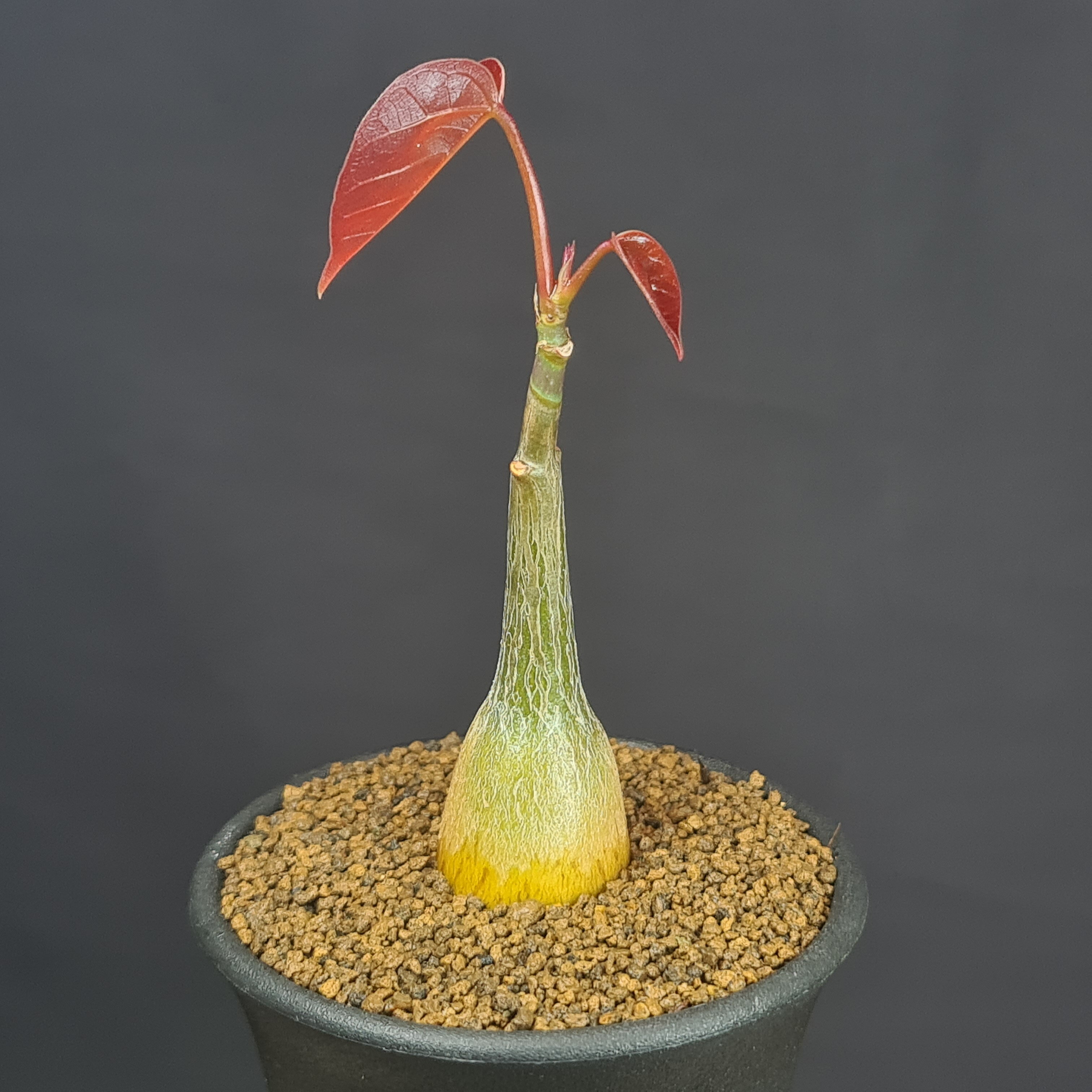 商品説明 サイズ 2.5寸(7.5cm)プラ鉢 提供方法 ・鉢植えの状態で提供致します。 ・見計らいでのお届けとなります。 ・苗の指定は出来ません、ご了承下さい。 ご案内 ・画像は一例です。 ・植物名は弊園へ導入時のものです。 ・植物ですの...