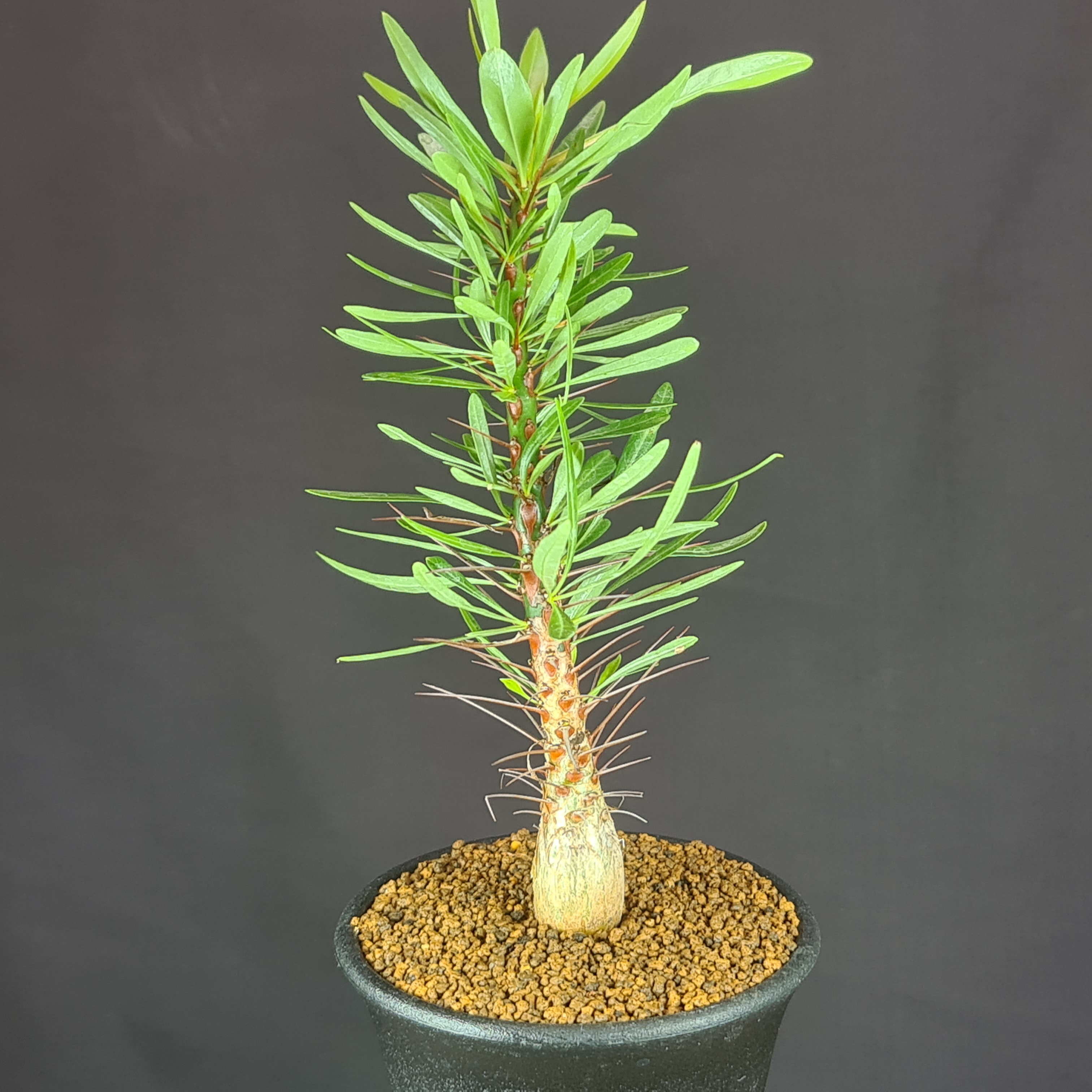 商品説明 サイズ 2.5寸(7.5cm)プラ鉢 提供方法 ・鉢植えの状態で提供致します。 ・見計らいでのお届けとなります。 ・苗の指定は出来ません、ご了承下さい。 ご案内 ・画像は一例です。 ・植物名は弊園へ導入時のものです。 ・植物ですの...
